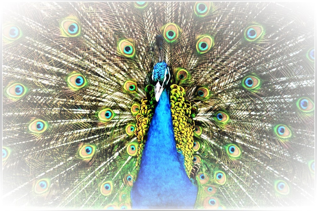 INDIA K' RAJA Restaurant - Order Online